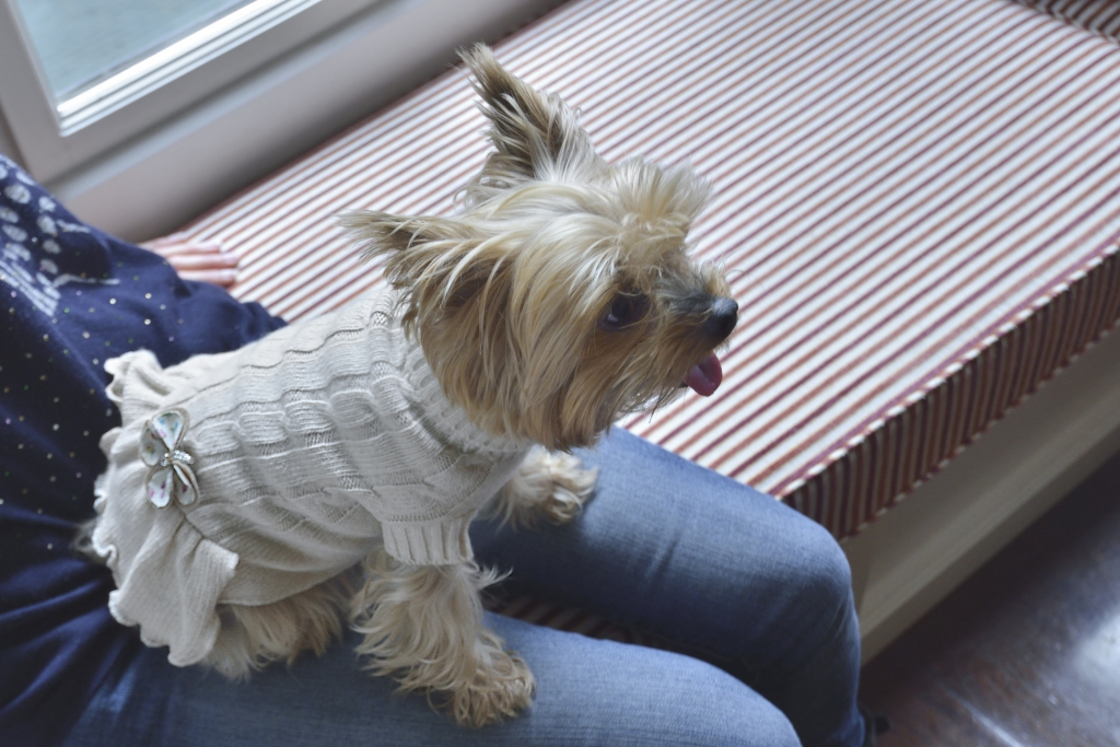 Pet fashion : des vêtements tendance pour chien