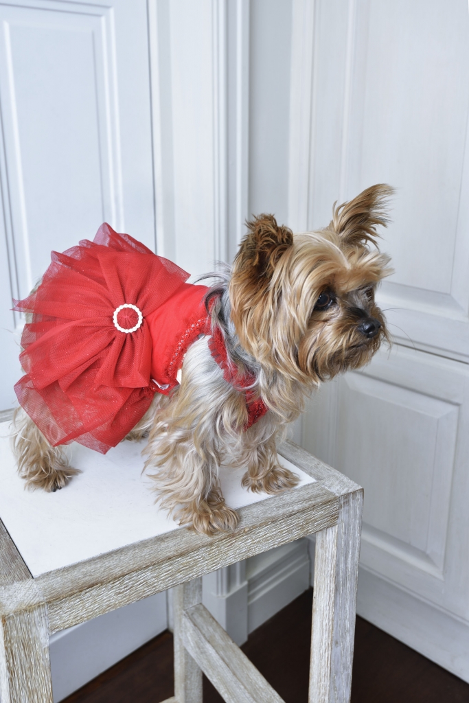 Pet fashion : des vêtements tendance pour chien
