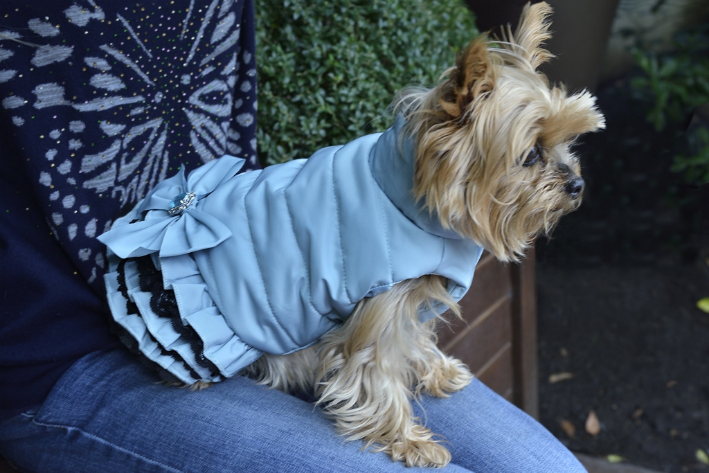 Pet fashion : des vêtements tendance pour chien