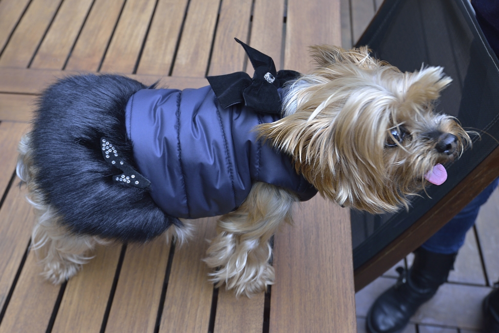 Pet fashion : des vêtements tendance pour chien