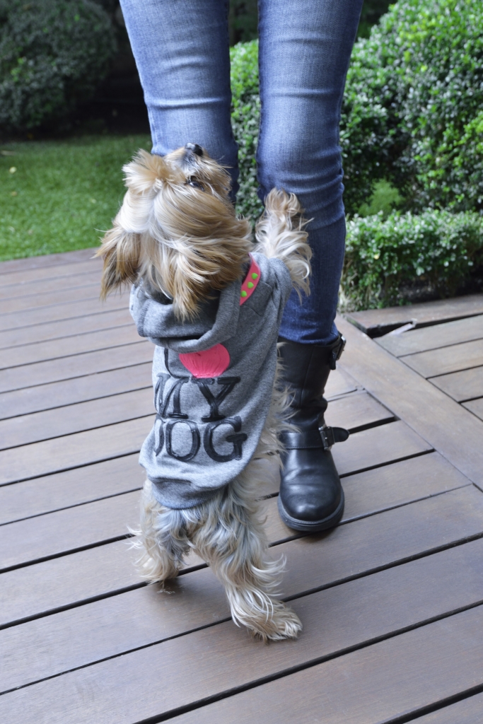 Pet fashion : des vêtements tendance pour chien