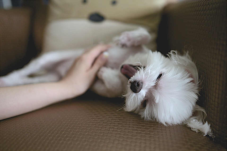 Le shiatsu pour les animaux : un soin au poil ! - Madame Bien-être